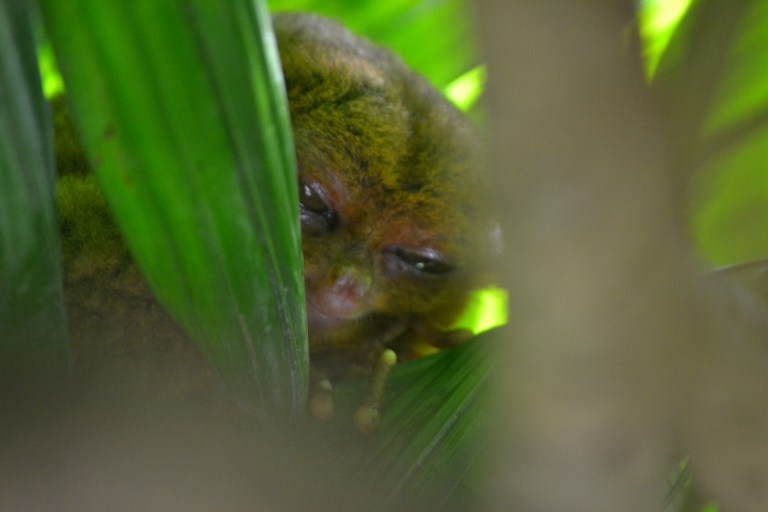 Guía de Bohol, Filipinas: qué ver en la isla, como llegar, itinerario ...